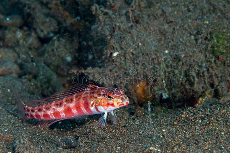Goby Fish Close Up Portrait while Diving Indonesia Stock Photo - Image ...