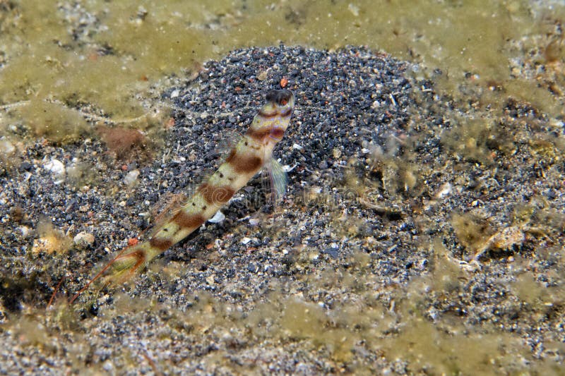 Goby fish stock photo. Image of small, diving, reef, colours - 44620494