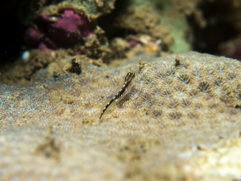 Goby fish on the coral stock photo. Image of nature - 100162702