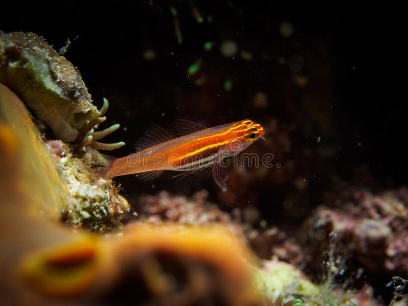 Pygmy goby stock photo. Image of small, dwarf, life, coral - 25962678