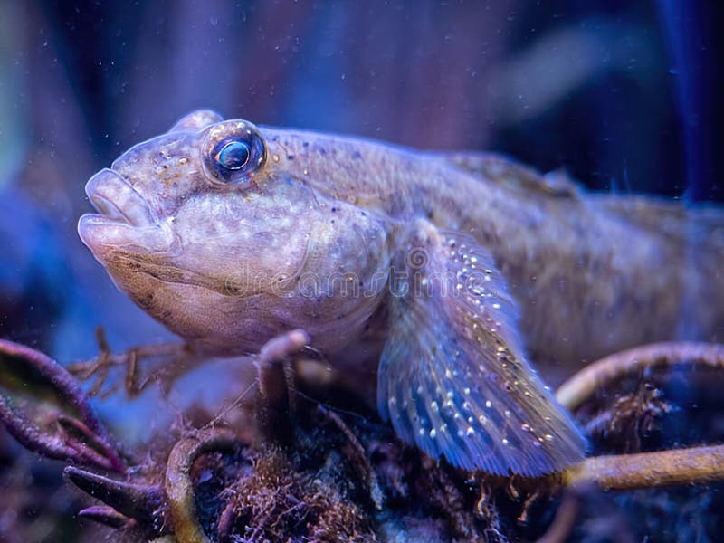 A Goby Fish Settles on the Bottom of an Aquarium Stock Photo - Image of ...