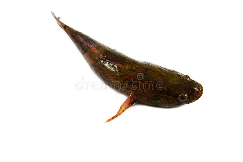 Goby fish stock photo. Image of fresh, group, giuris - 55088102