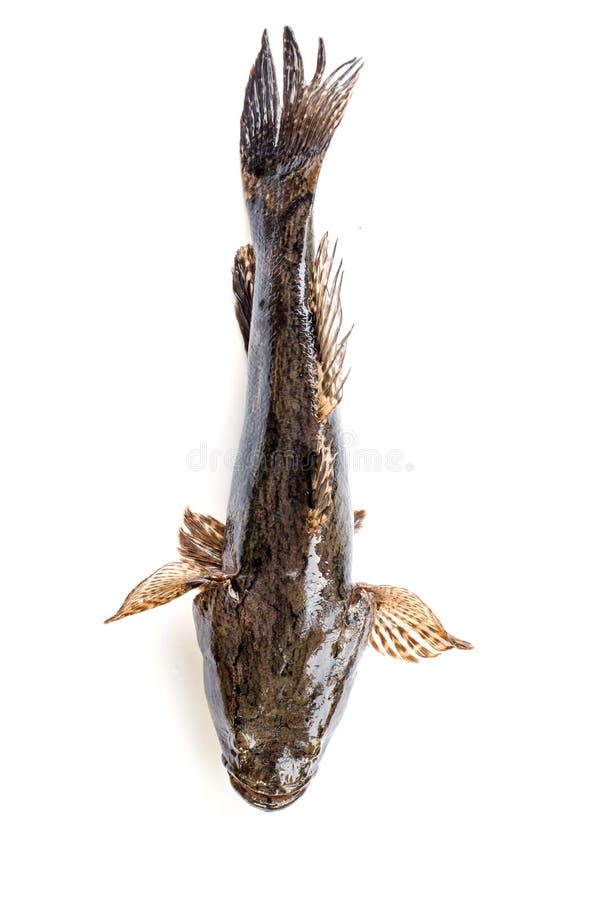 Freshwater Fish(Giant Gourami) Steamed with Lemon Stock Photo - Image ...