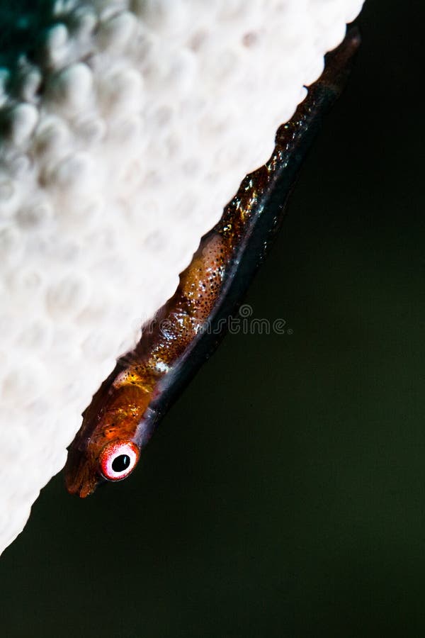 Goby fish stock image. Image of scuba, fish, goby, diver - 33304867