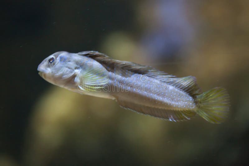 Gobius Sp Stock Photos - Free & Royalty-Free Stock Photos from Dreamstime