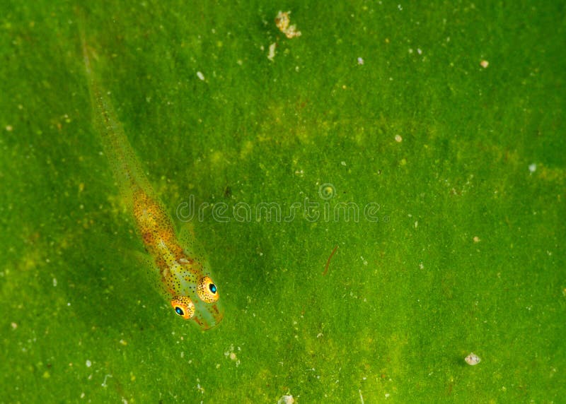 Goby stock image. Image of scuba, diving, coral, gobiidae - 36840041