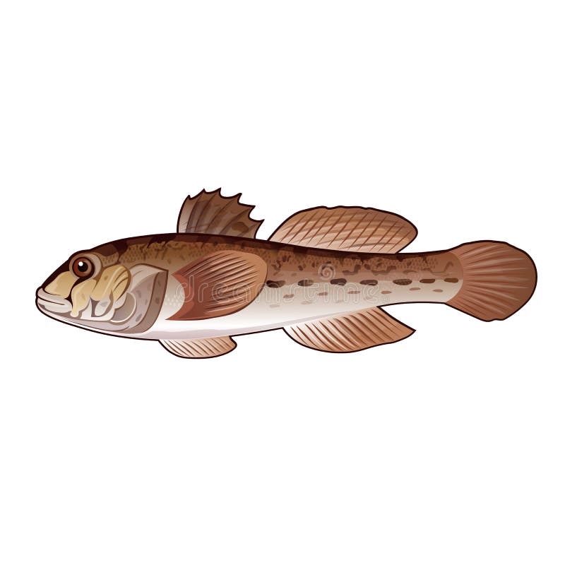 Goby Fish Stock Illustrations – 109 Goby Fish Stock Illustrations ...
