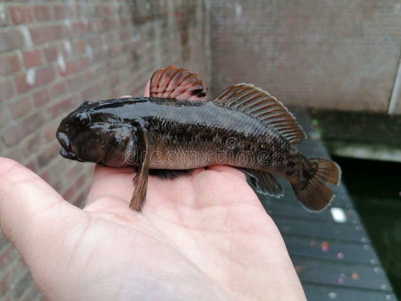 Goby predator fish stock image. Image of predator, water - 216123167