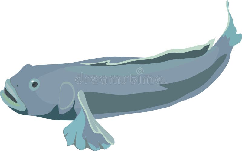 Goby stock illustration. Illustration of tasty, aquatic - 9062813