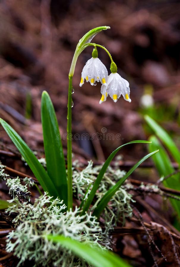 Gocce Del Watter E Di Bucaneve Immagine Stock - Immagine di fiore ...