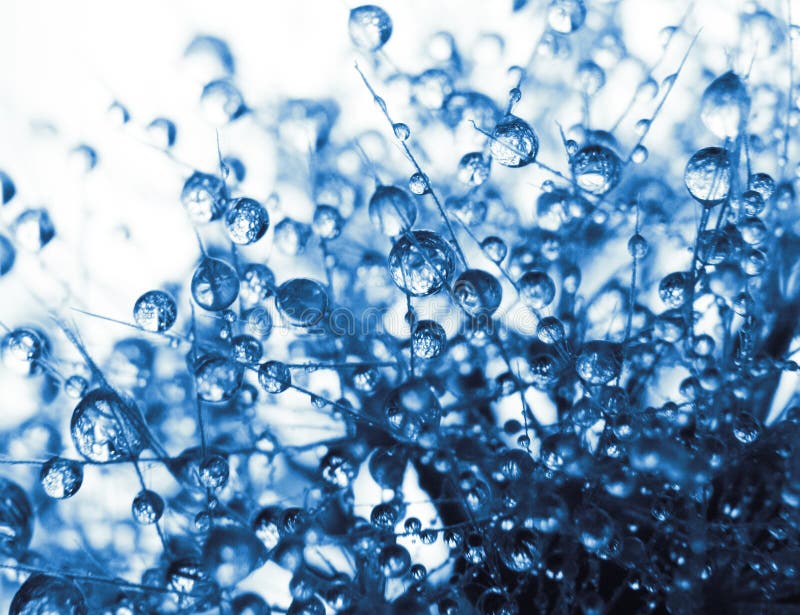 Gocce d'acqua immagine stock. Immagine di bellezza, fiore - 10158075