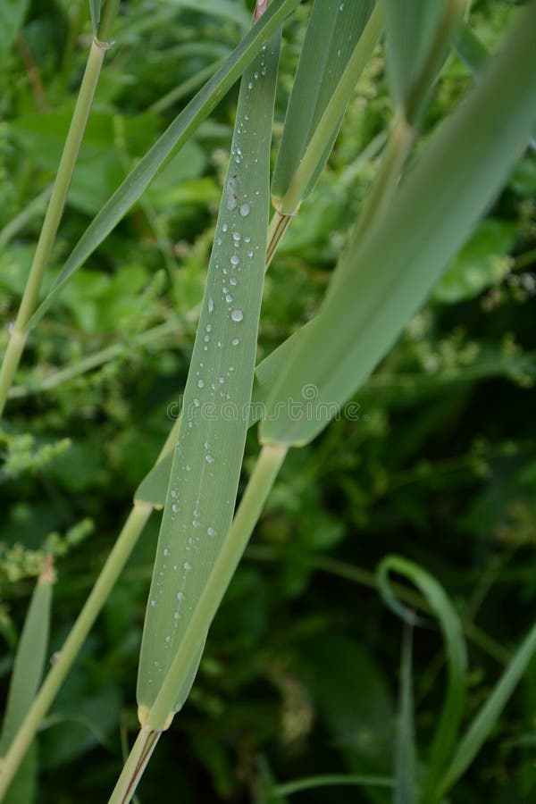 Gocce di acqua, rugiada immagine stock. Immagine di fresco - 54858873