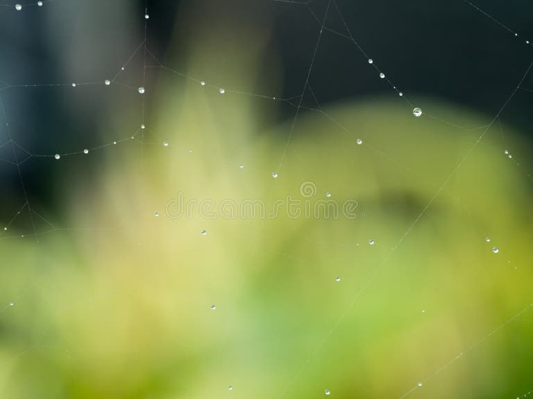 Gocce di pioggia su un web fotografia stock. Immagine di gocciolina ...