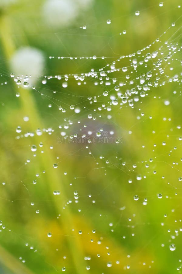 Gocce di rugiada immagine stock. Immagine di zona, disegno - 33000859