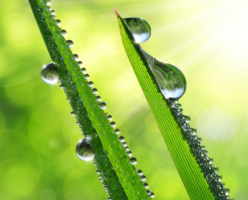 Gocce di rugiada immagine stock. Immagine di rugiada - 42806025