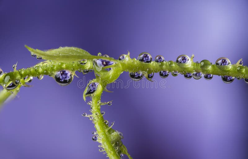 Fiore e gocce di rugiada immagine stock. Immagine di rugiada - 43015221
