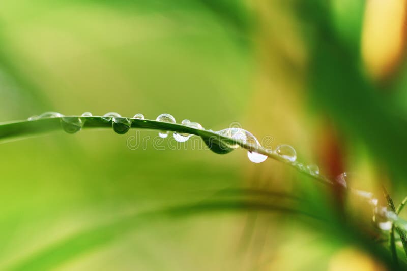 Gocce di rugiada su erba fotografia stock. Immagine di denso - 102582978