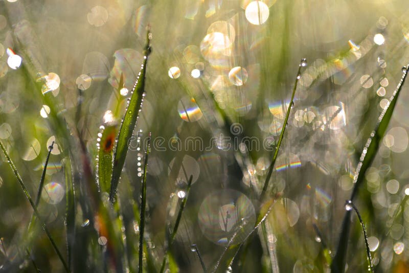 Gocce di rugiada su erba fotografia stock. Immagine di foglio - 38589836