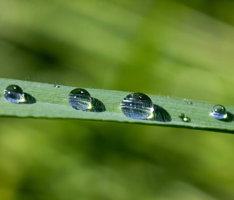 Una Goccia Di Rugiada Su Erba Verde Nel Sole Immagine Stock - Immagine ...