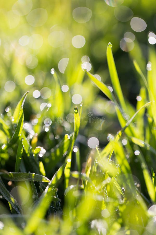Gocce di rugiada sull'erba immagine stock. Immagine di crescere - 102152347