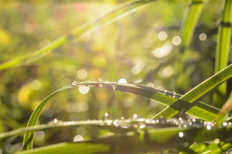 Gocce di rugiada sull'erba immagine stock. Immagine di goccioline ...