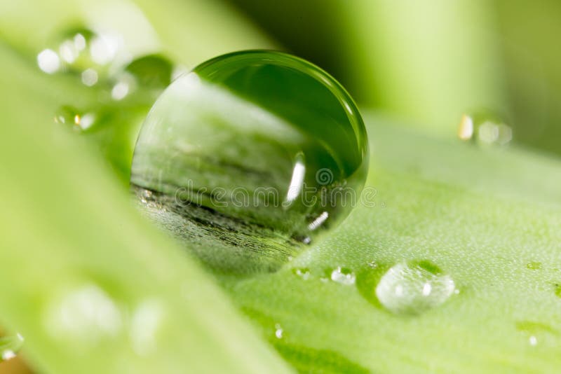 Gocce Di Rugiada Sull'erba Macro Immagine Stock - Immagine di liquido ...