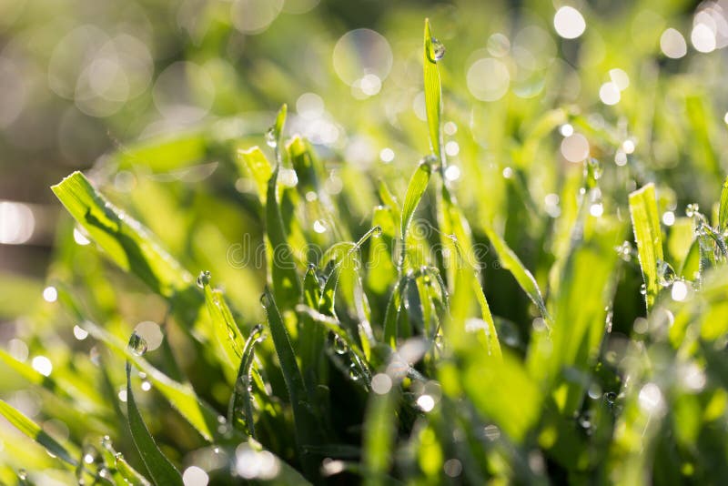 Gocce Di Rugiada Sull'erba in Natura Fotografia Stock - Immagine di ...