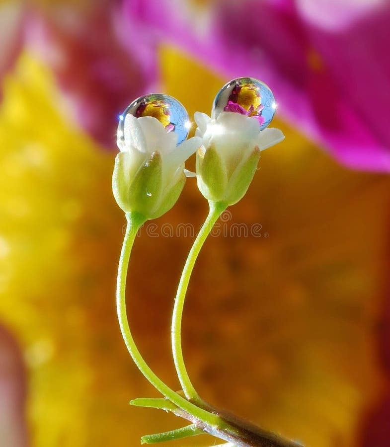 Gocce Di Rugiada Sull'fiori Immagine Stock - Immagine di goccioline ...