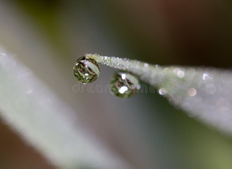 Goccia di rugiada fotografia stock. Immagine di umidità - 21402488