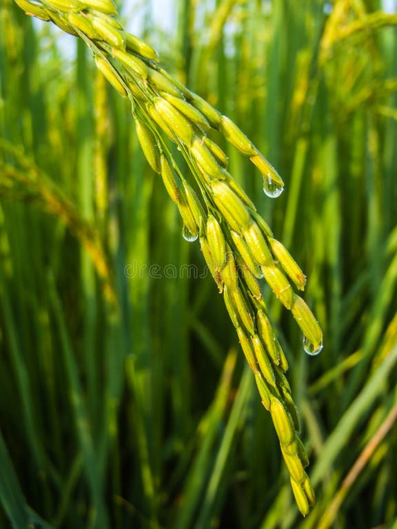 Goccia di rugiada immagine stock. Immagine di foglio - 34588773