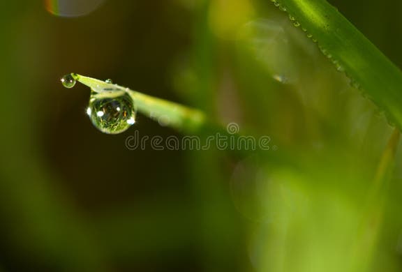 Goccia Di Rugiada Sull'erba Fotografia Stock - Immagine di spruzzo ...