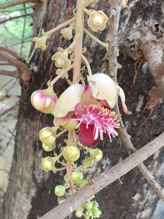 God Flower Seed Kerala Temple Tree Stock Photo - Image of tree, kerala ...