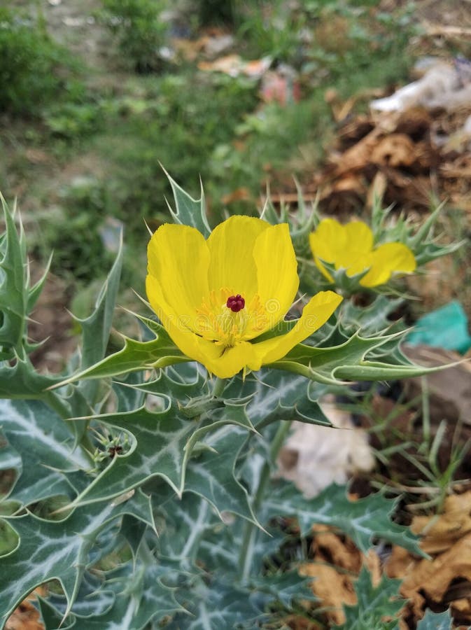 God Flowers / Yellow Flowers / Beautiful Look Stock Image - Image of ...