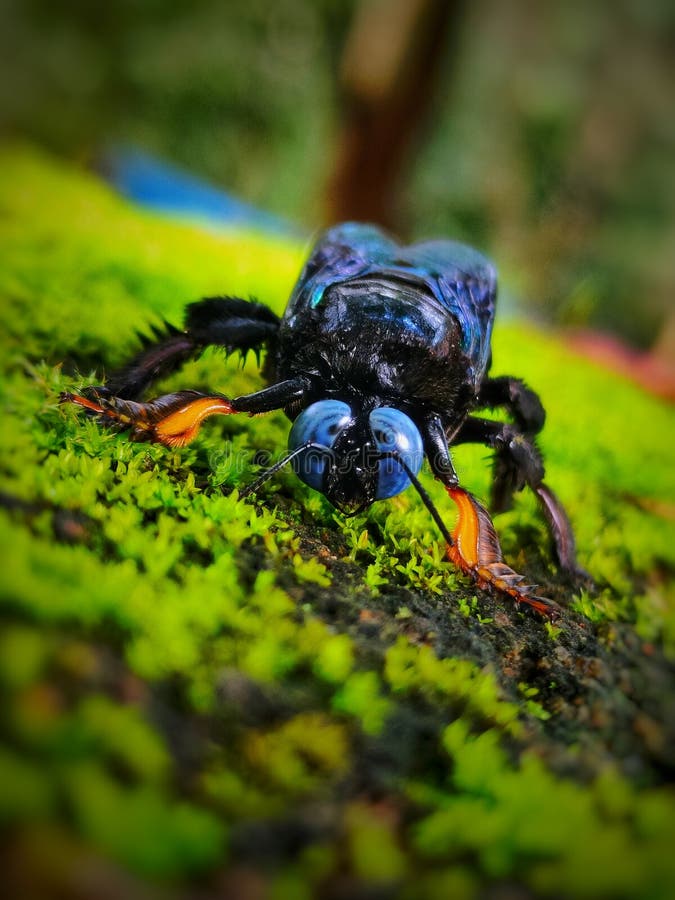 Insects,black and Blue Colour Stock Image - Image of invertebrate ...
