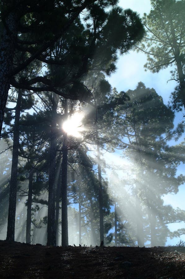 Sun rays in the woods stock photo. Image of warmth, sunshine - 2030948