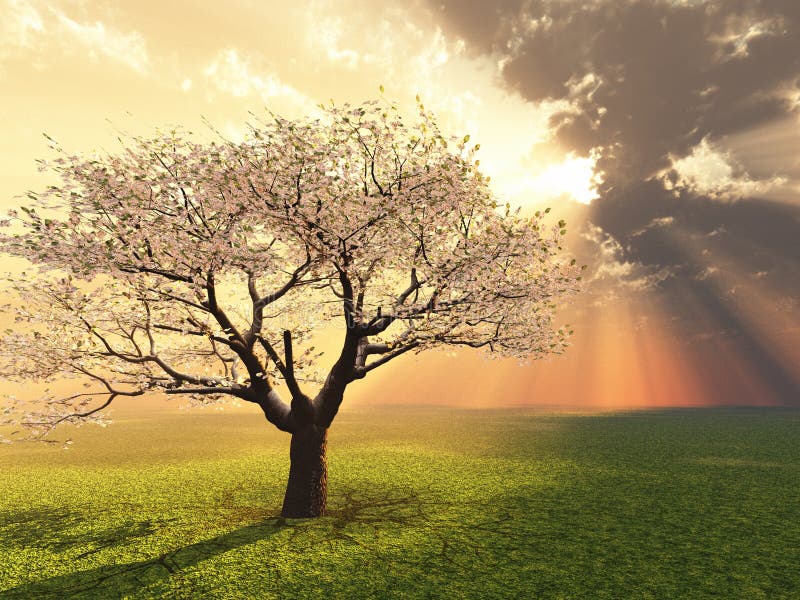 God rays stock illustration. Illustration of beautiful - 5905786