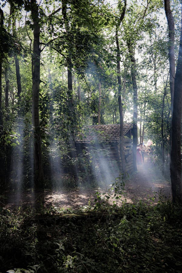 God rays in the forest stock photo. Image of jungle - 234850982