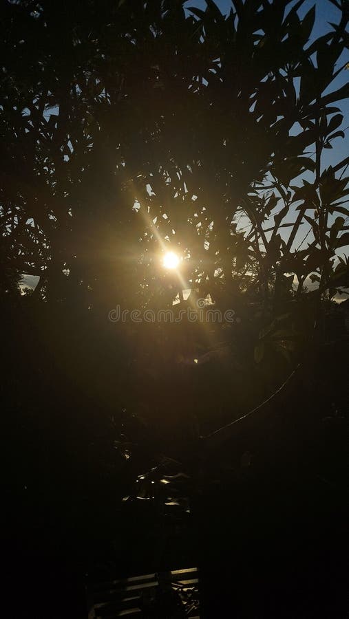 God& X27;s Ray through the Jepun Tree Stock Photo - Image of gods, bali ...