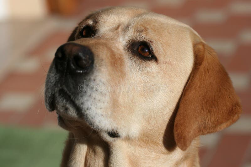 Dog stock image. Image of shining, eolo, winds - 132384875