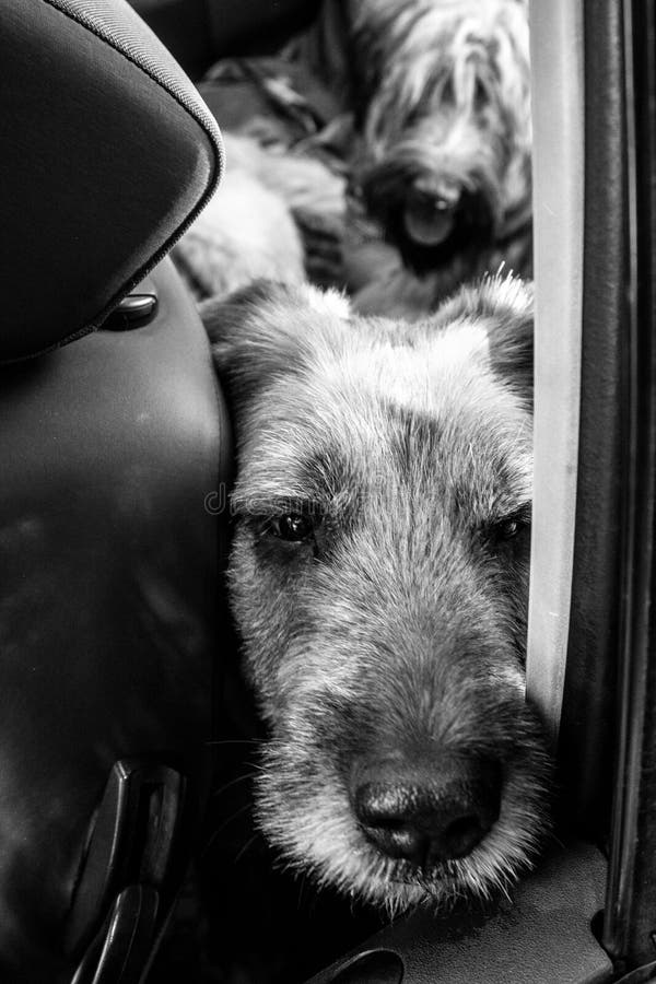 Godbye stock photo. Image of godbye, pair, viaje, carro - 73786336