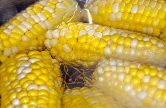 Goden corn cob stock photo. Image of close, vegetable - 15332158