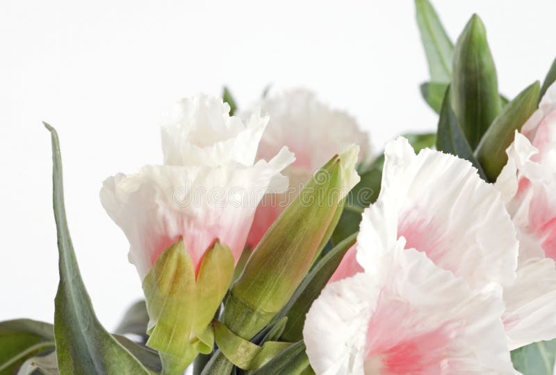 Godetia Clarkia flowers stock image. Image of pistils - 7966673