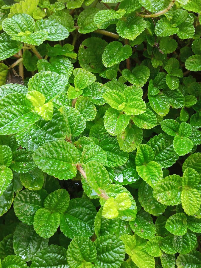 Godong Mint Stock Photos - Free & Royalty-Free Stock Photos from Dreamstime