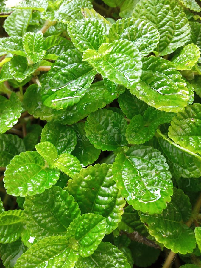 Godong Mint Stock Photos - Free & Royalty-Free Stock Photos from Dreamstime