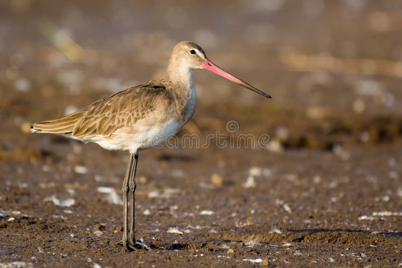 Godwit Bird Flying in the Sky in Close-up Stock Photo - Image of front ...