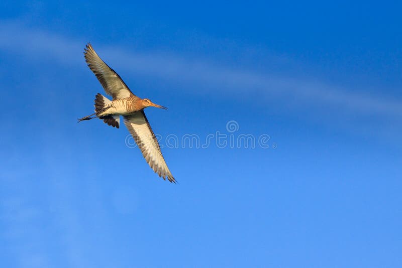Godwit Bird Flying in the Sky in Close-up Stock Photo - Image of front ...