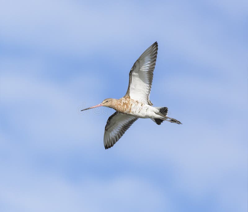 A Godwit stock photo. Image of pretty, river, wildlife - 89386572