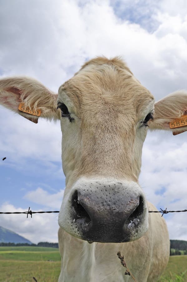 Goegeous cow stock photo. Image of mucca, calf, snout - 10779950