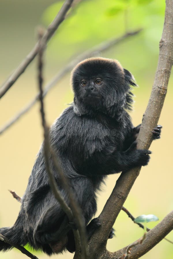 Goeldi‘s Marmoset or Goeldi‘s Monkey Callimico Goeldii, Adult Stock ...