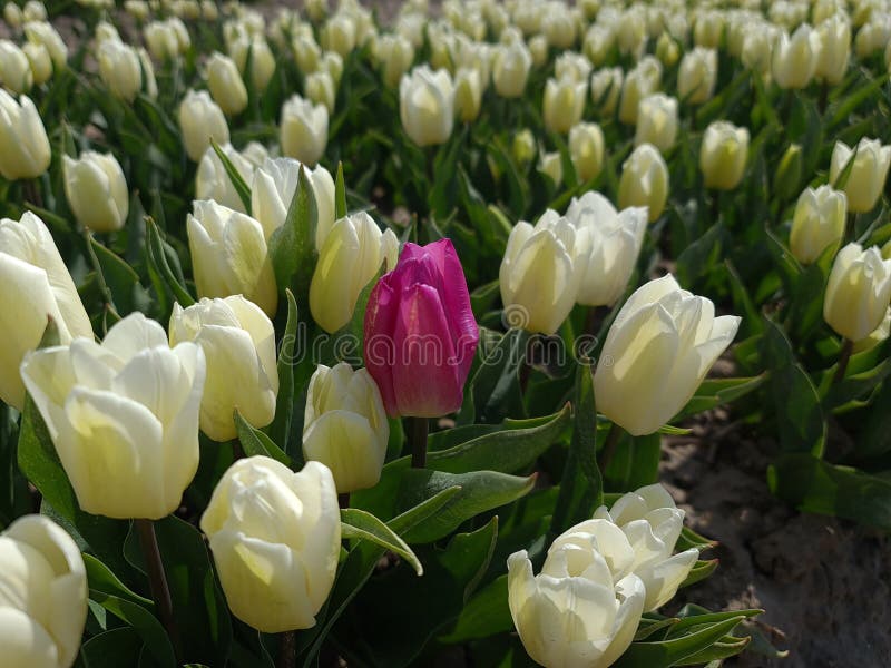 Overflakkee Tulp Field Stock Photos - Free & Royalty-Free Stock Photos ...
